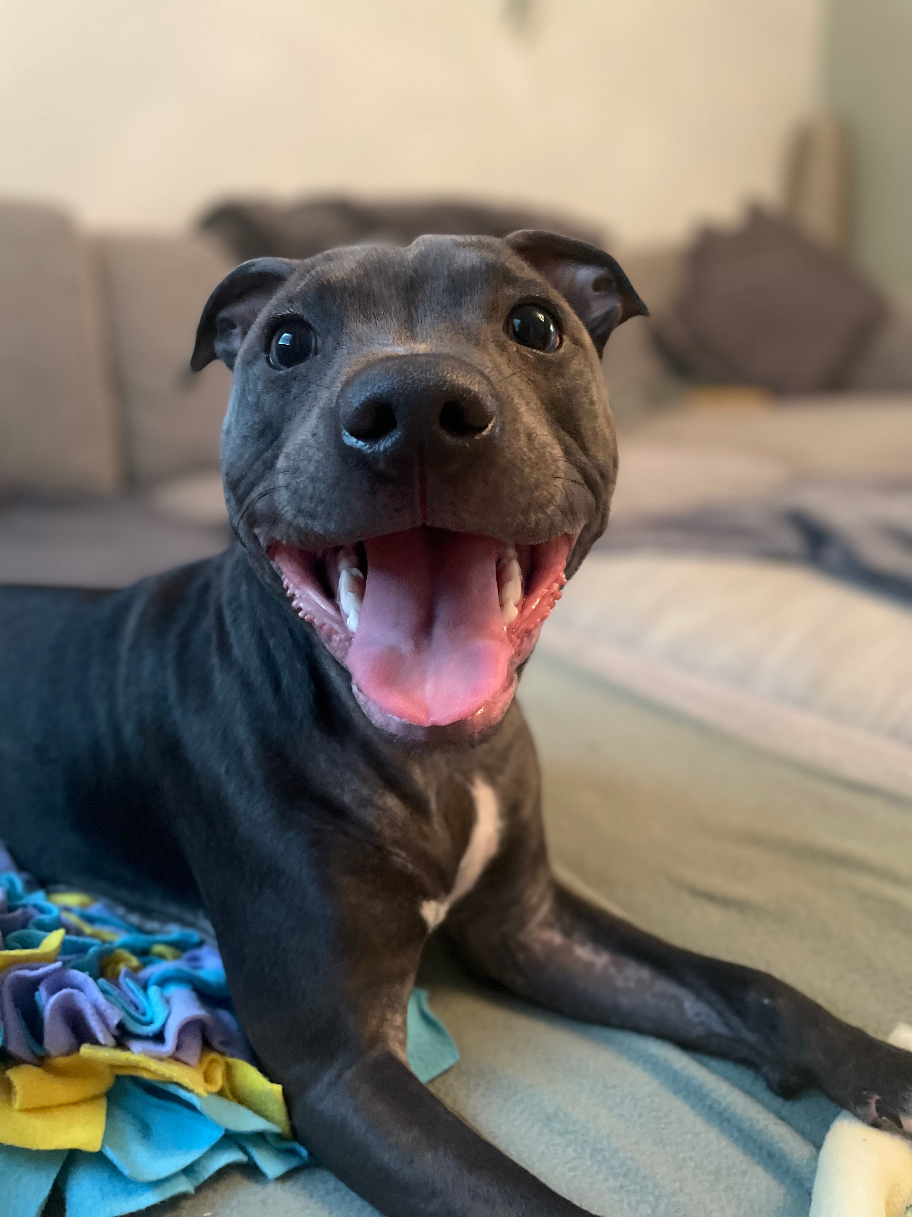 Welcome to Kelly&Nellie – Kelly&Nellie Pet Supplies